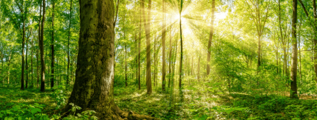 Plant a tree of history - Native Irish Trees | Irish Trees