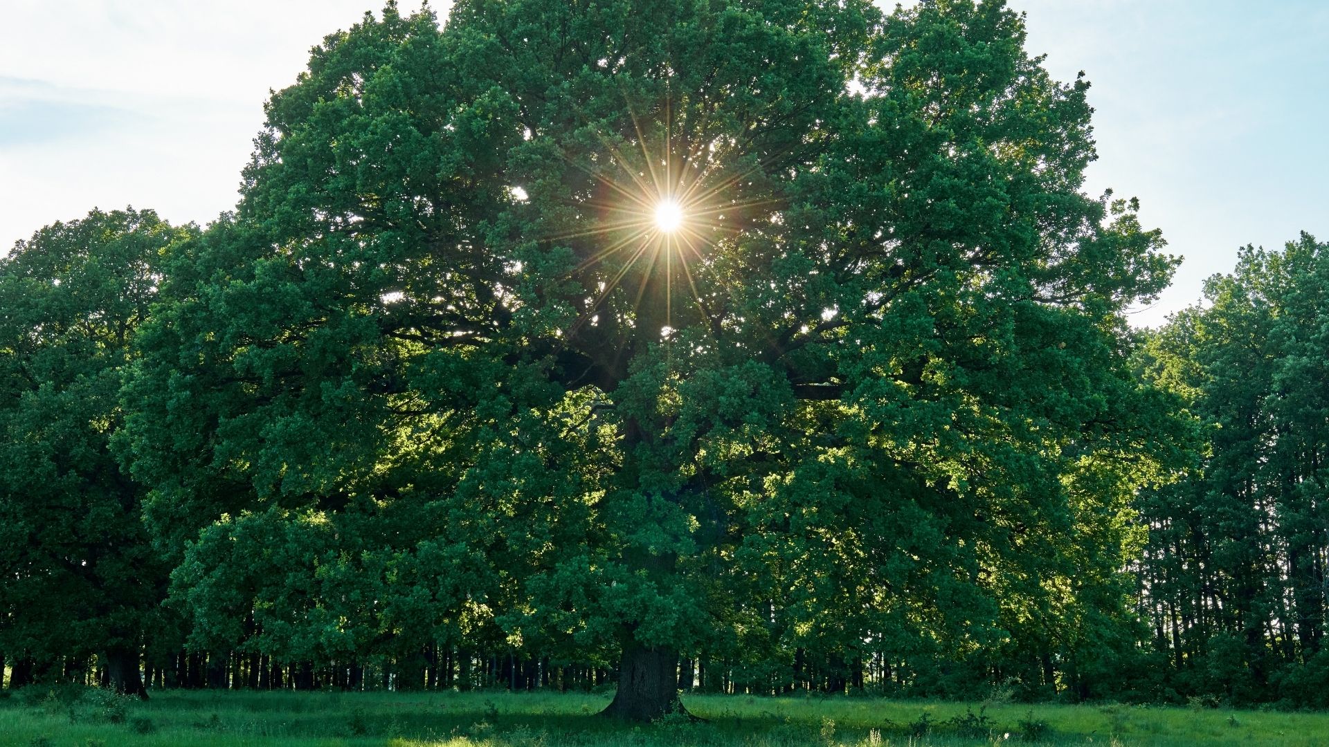 Native Irish Trees and their Ever-growing Importance | Irish Trees